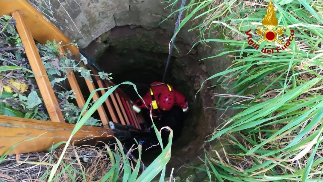 Cane da caccia cade in un pozzo sulla litoranea salentina Salvato dai ...